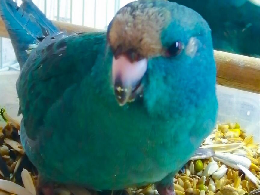 Птенцы малыши какарики