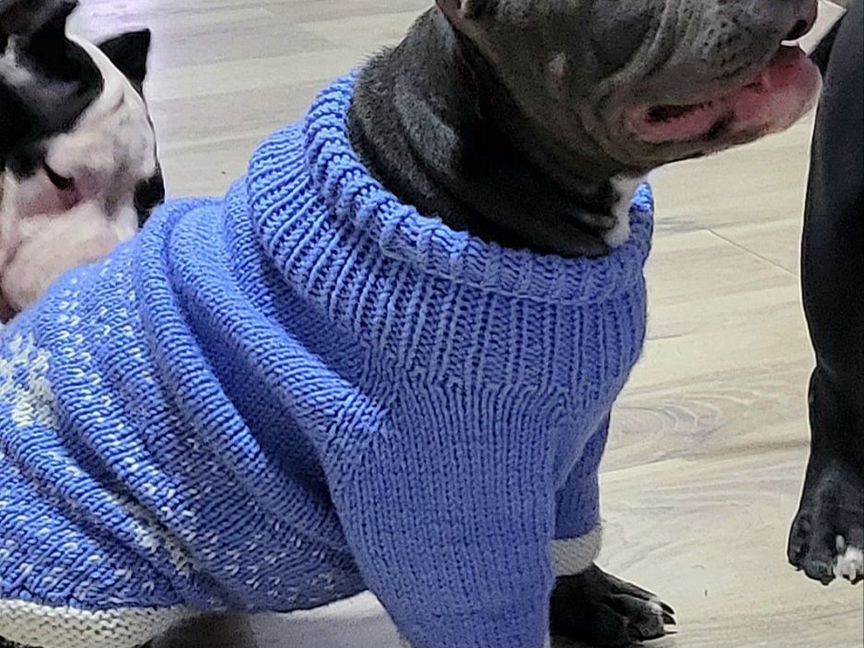 Девочка красавица американский булли