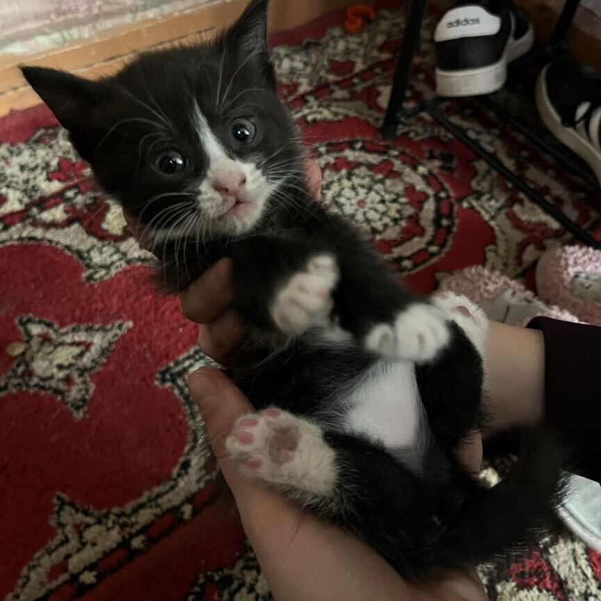 Котёнок в добрые руки