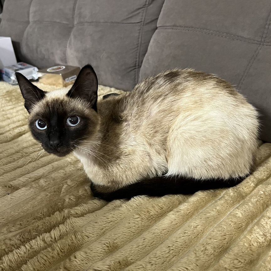 Кот в добрые руки