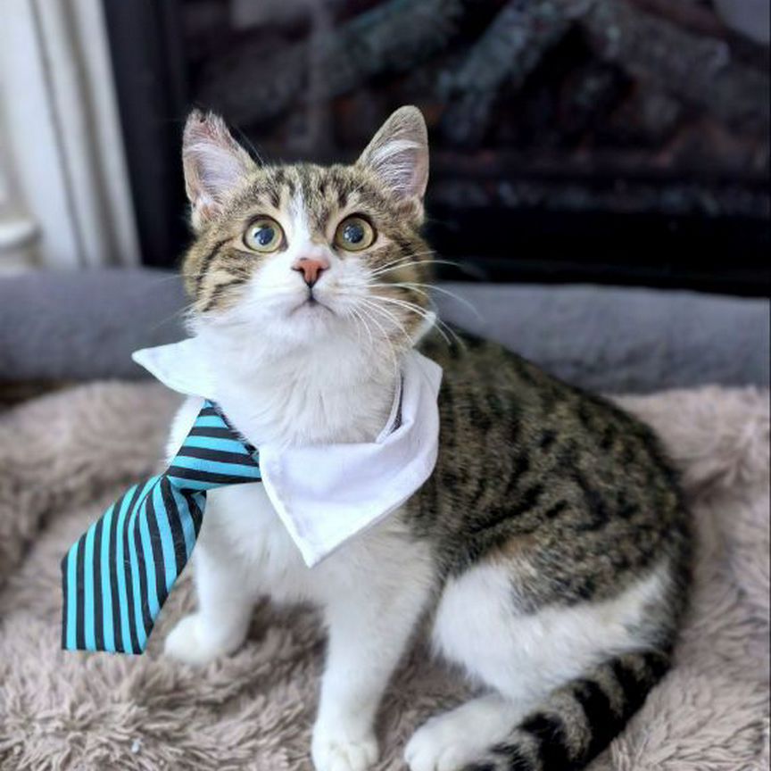 Молодой няшный котик Трофим в дар