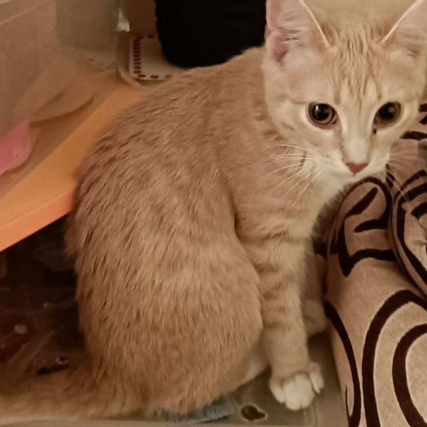 Котёнок в добрые руки