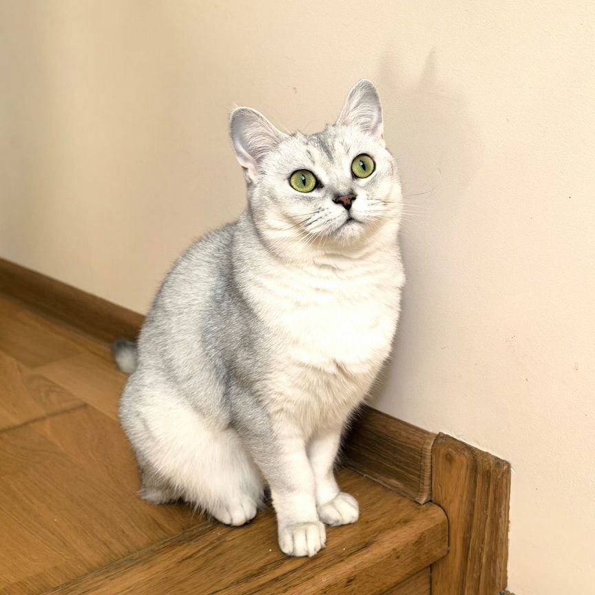 Британская кошечка в любимые ручки