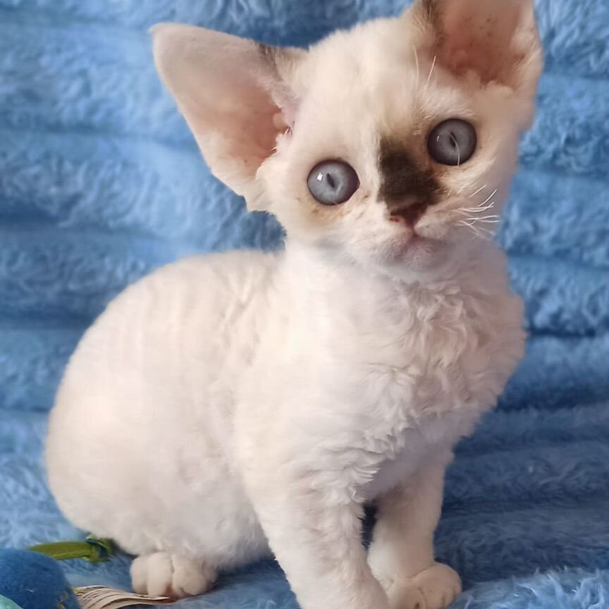 Котята девон-рекс