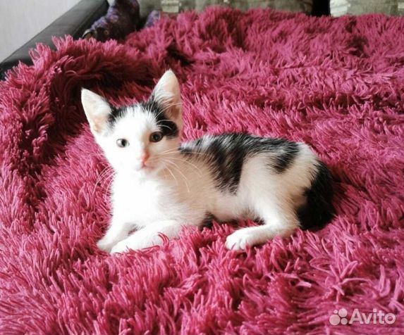 Масян мелкий кот хулиган