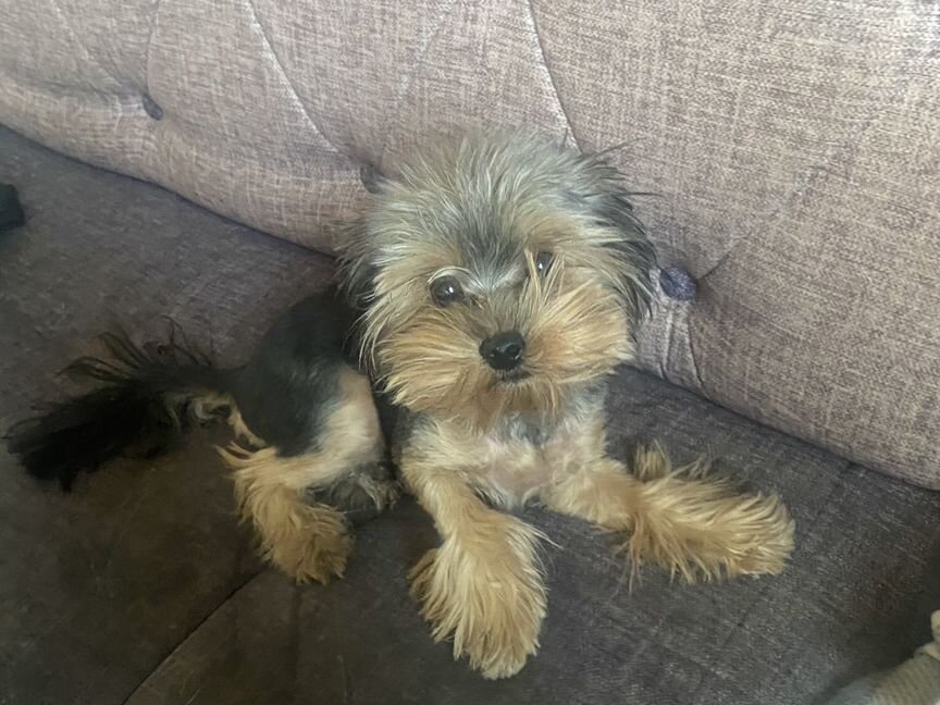 Продам щинка