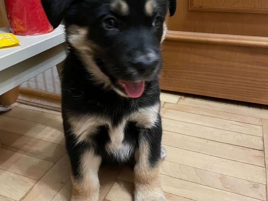 Щенок в добрые руки