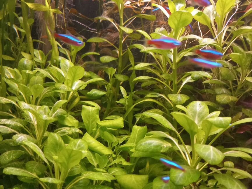 Лабелия, аквариумное растение