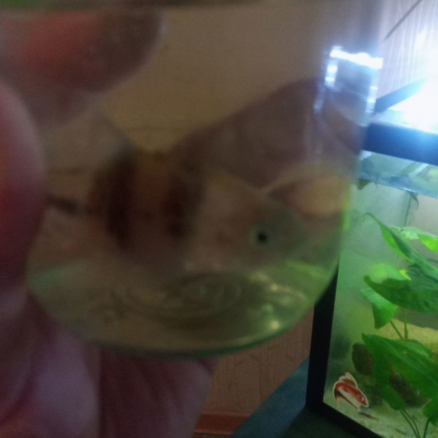 Барбус крестовый