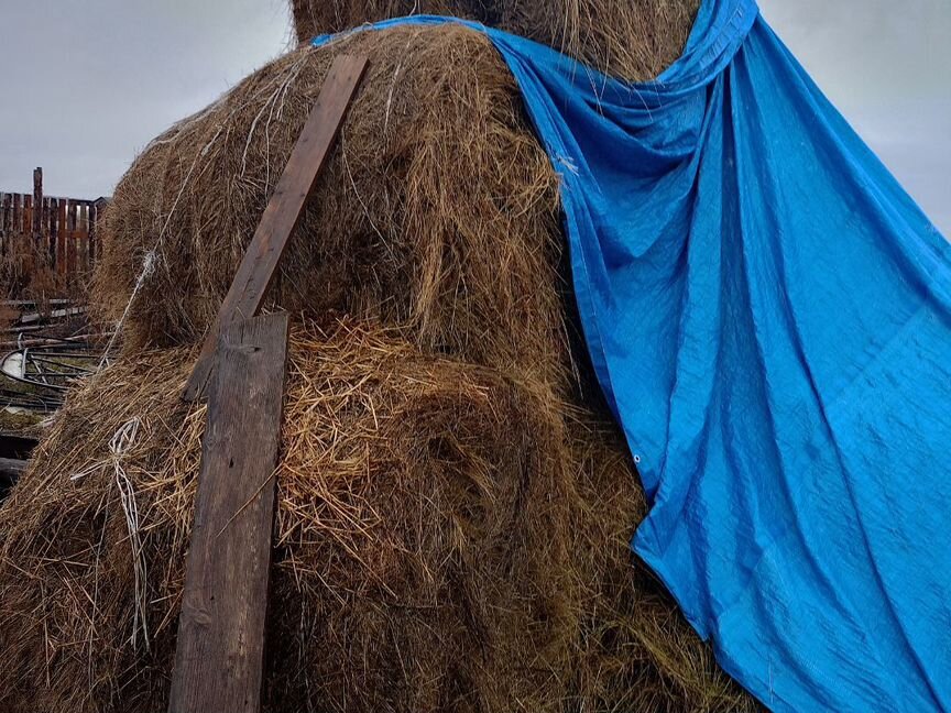 Сено в рулонах