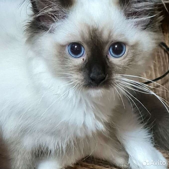 Регдолл мальчик