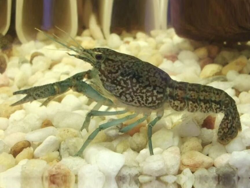 Мраморный рак детки