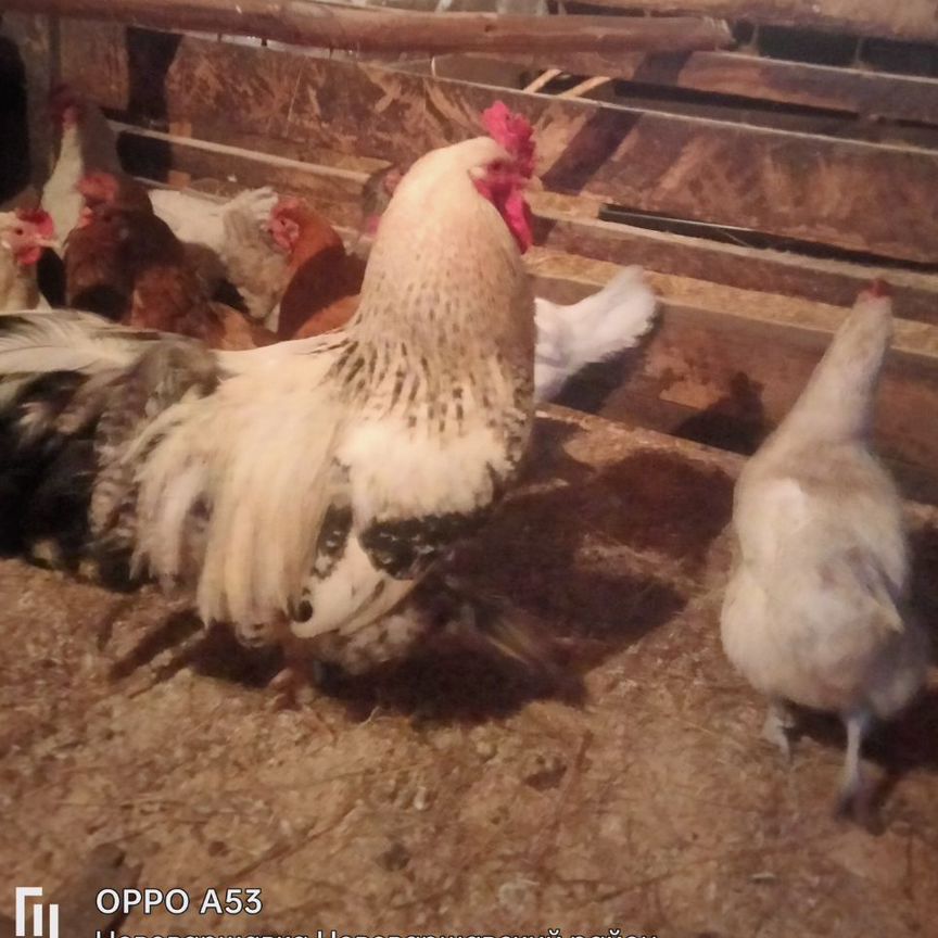 Петух брама