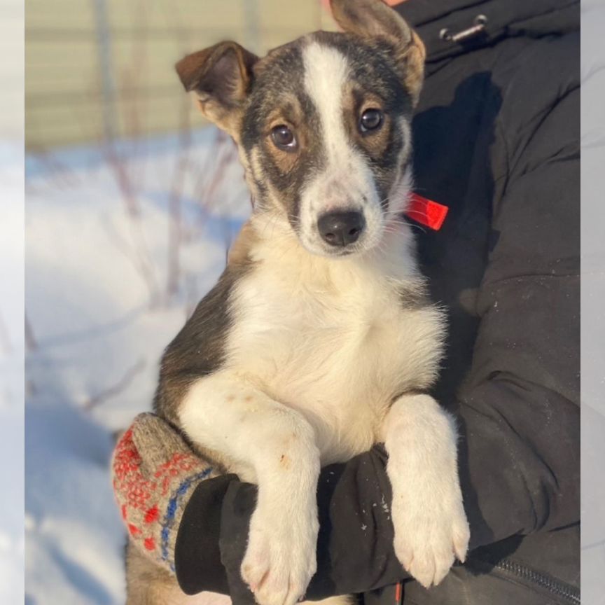 Щенок в добрые руки