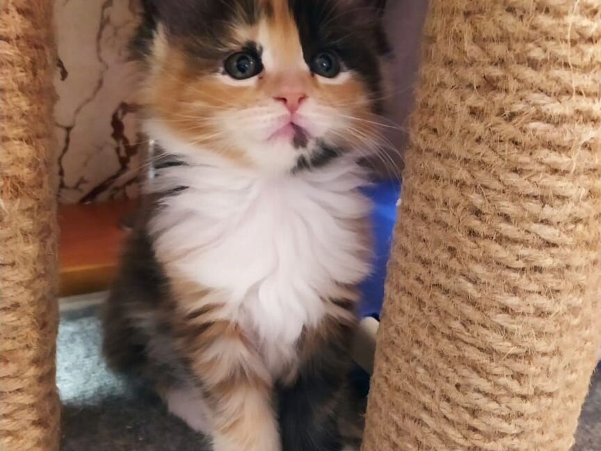 Котята мейн-кун