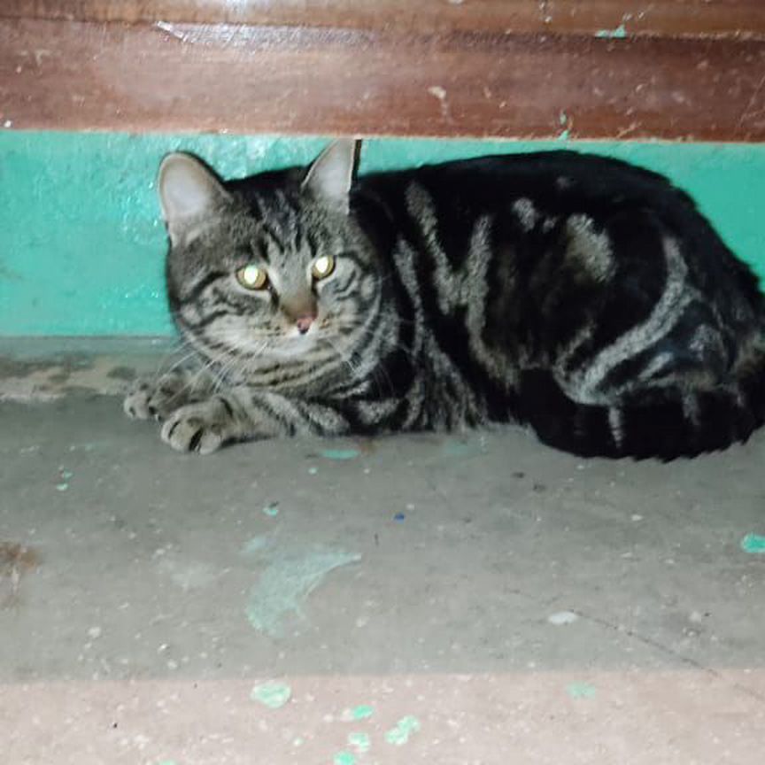 Котику нужен дом
