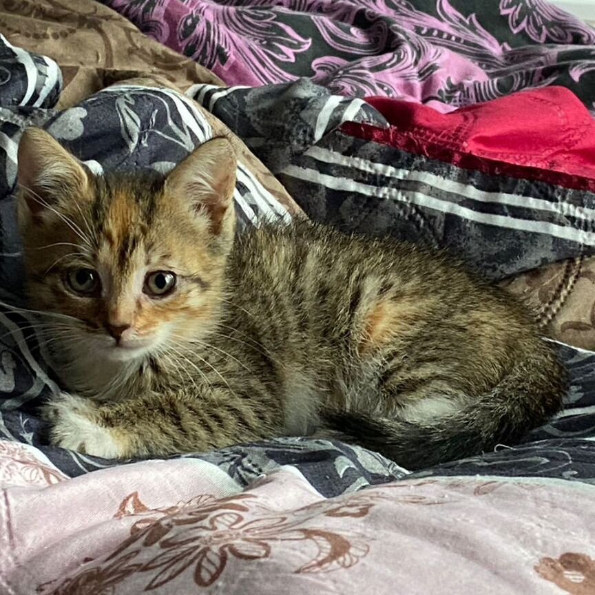 Котенок кошечка трёхшёрстная