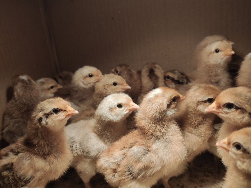 Цыплята