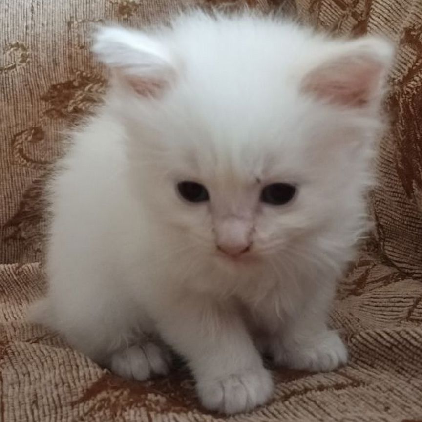 Котятам 1 месяц,белая девочка,рыжик котик