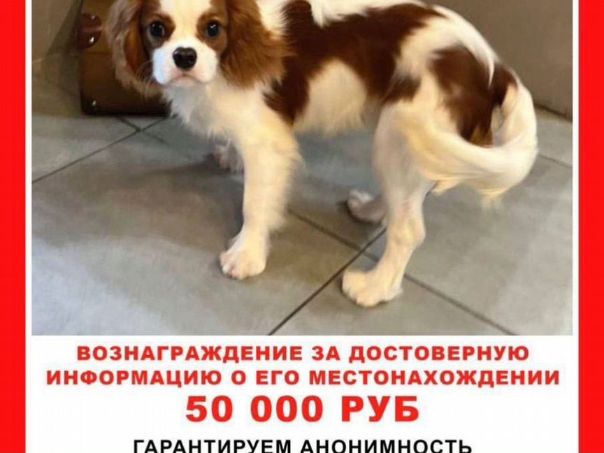 Потерялась собака Кавалер кинг чарльз спаниель