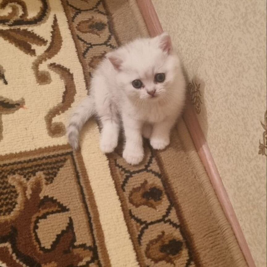 Шотландская вислоухая, прямоухая