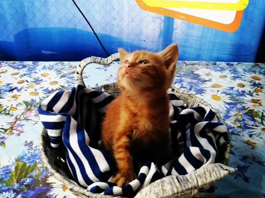 Очаровательные котодетки