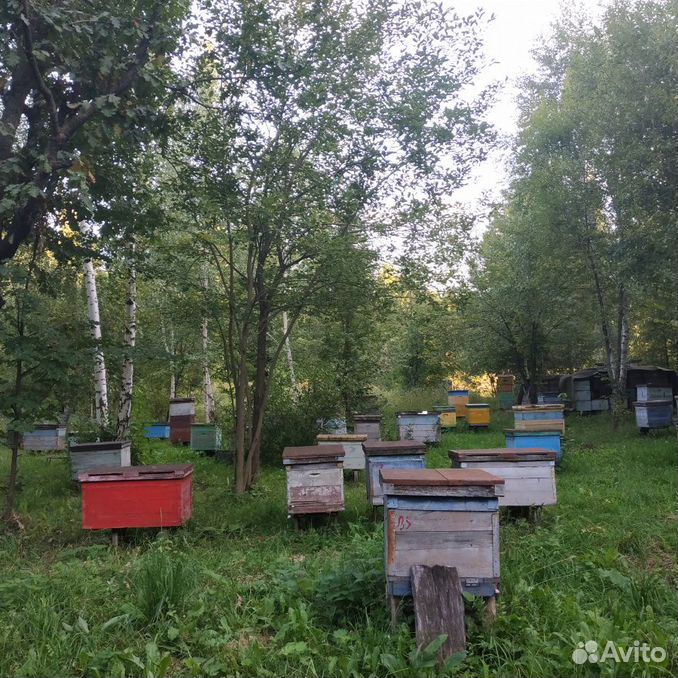 Пчелы,семья