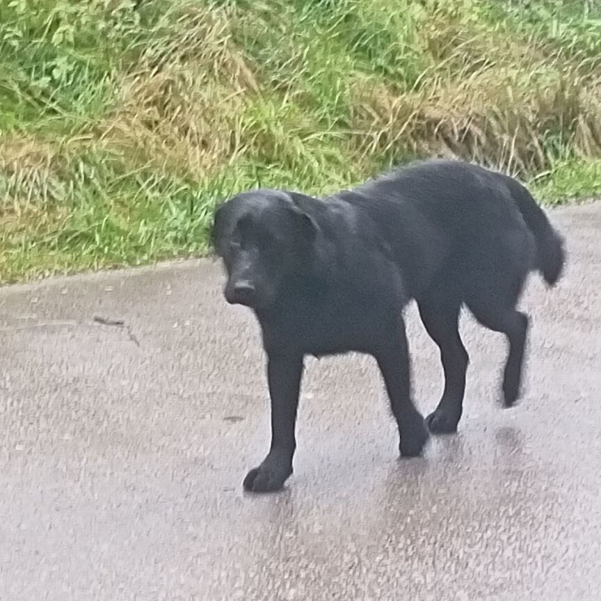 Собака в добрые руки