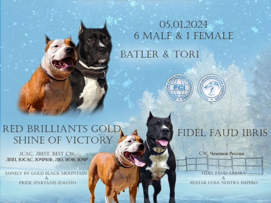 Щенки Американского Стаффордширского терьера