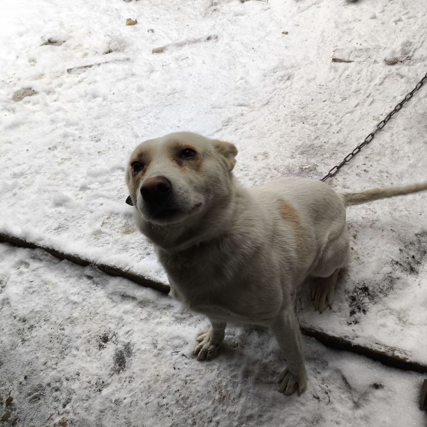 Отдам пса в добрые руки