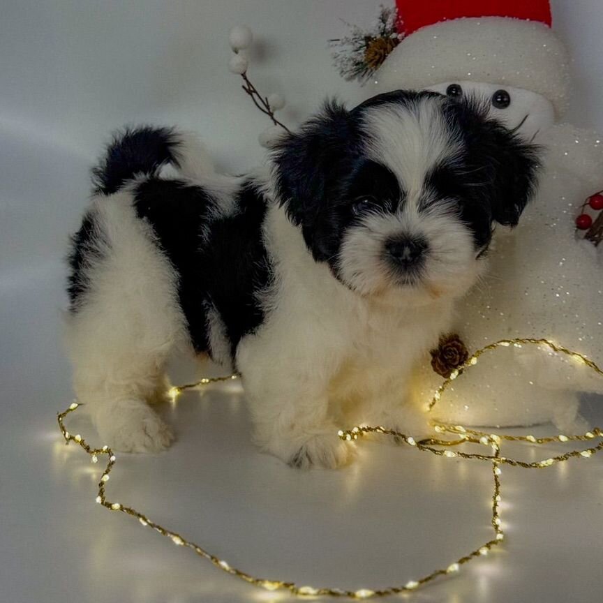 Мальтипу, щенок