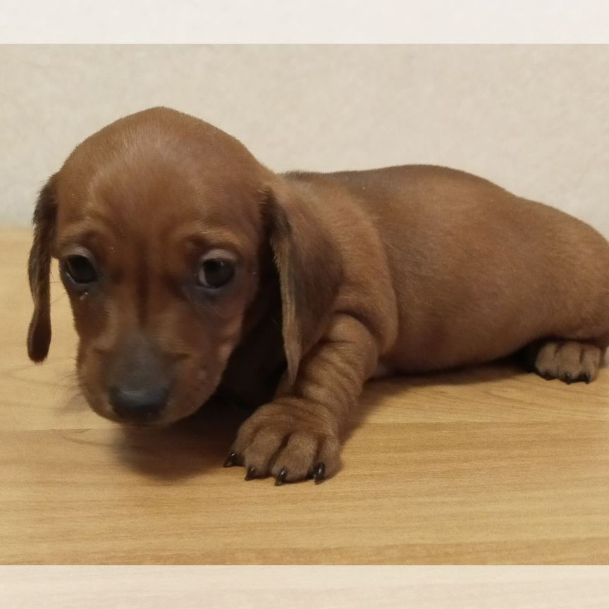 Такса, щенок