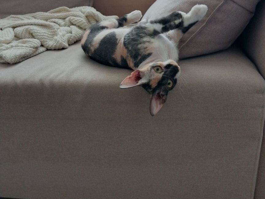 Сфинкс-Браш