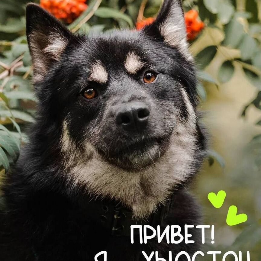 Взрослый пёс в добрые руки