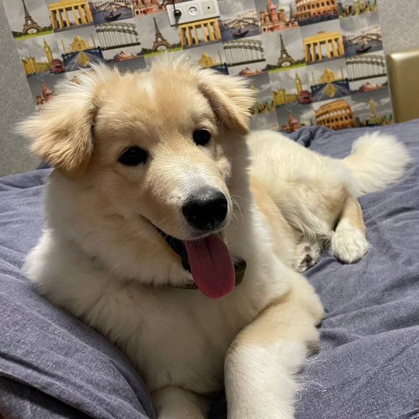 Самоедская собака, щенок