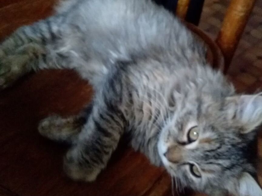 Кошка в дар бесплатно