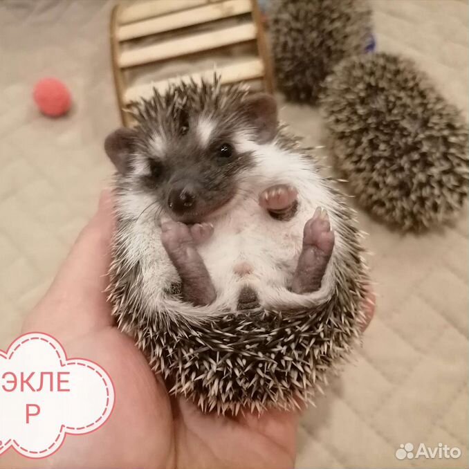 Ежонок Эклер