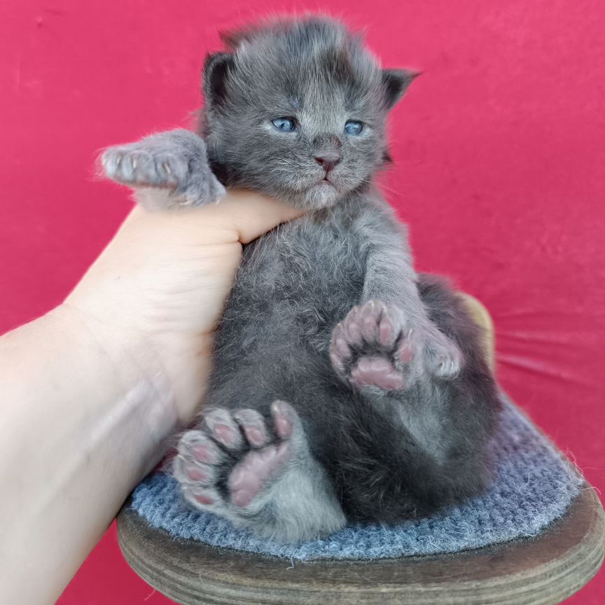 Мейн-кун котёнок