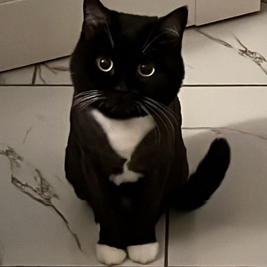 Британская короткошёрстная, взрослая кошка