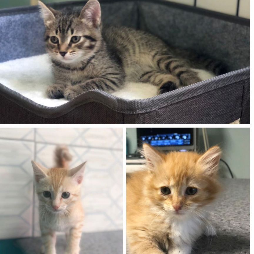 Котята 2,5 мес