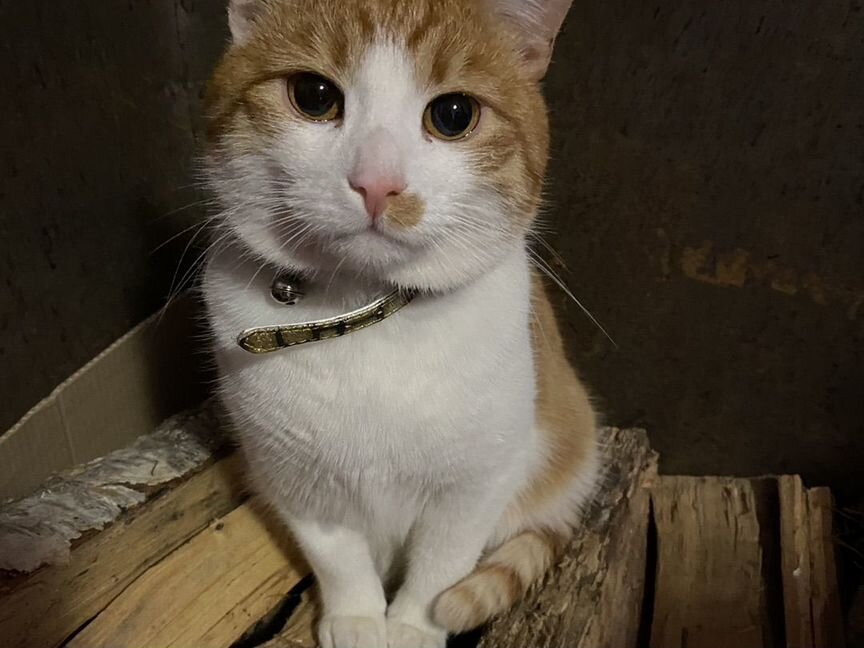 Рыжий котик
