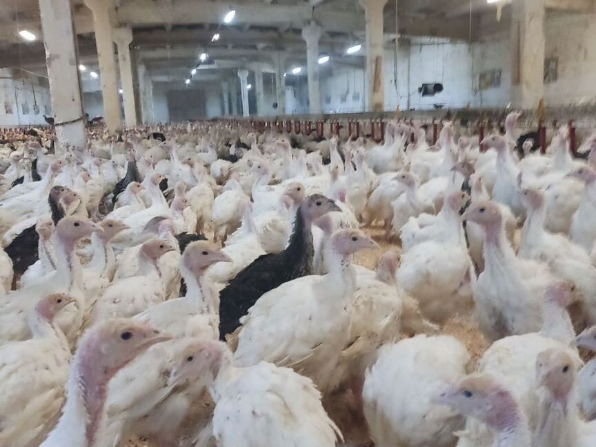 Продажа индюков