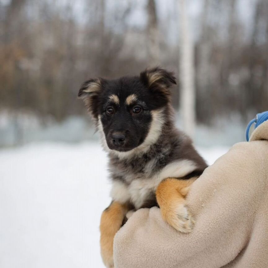 Щенок девочка 5 месяцев
