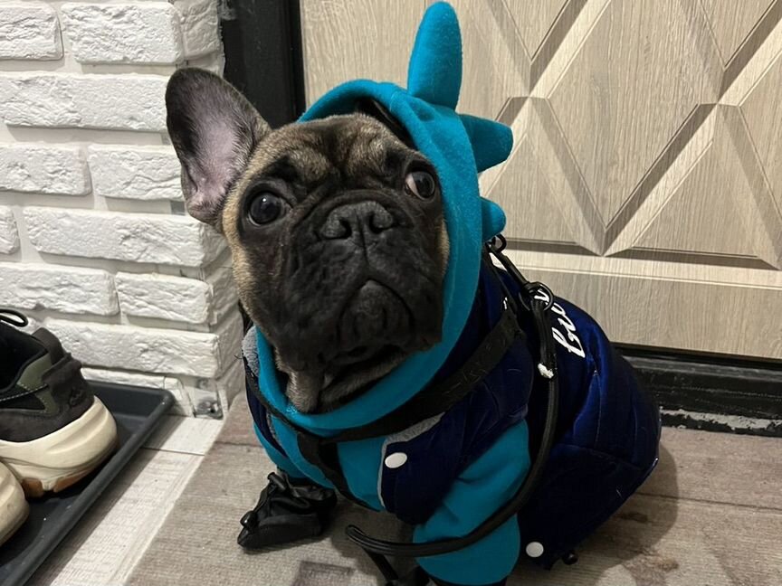 Одежда для собак/кошек