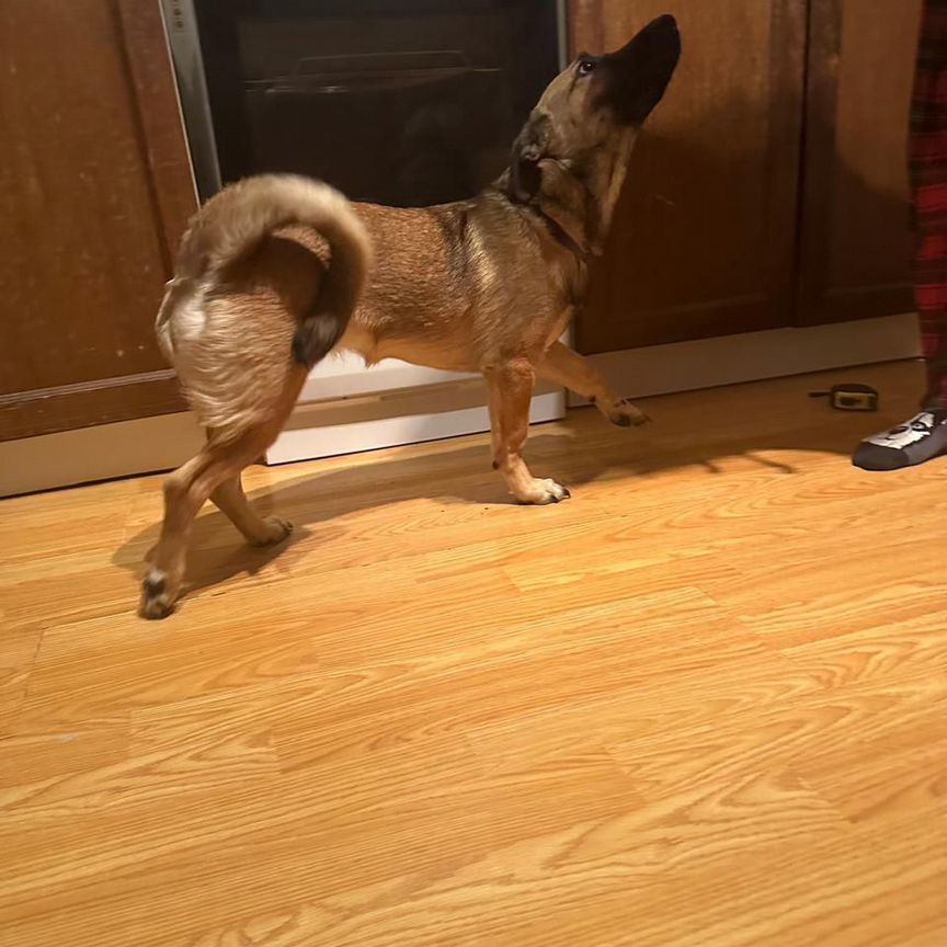 Собака в добрые руки