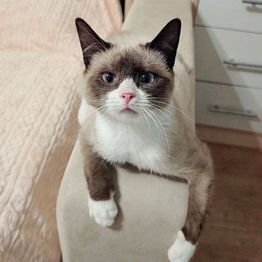 Кот 5 месяцев