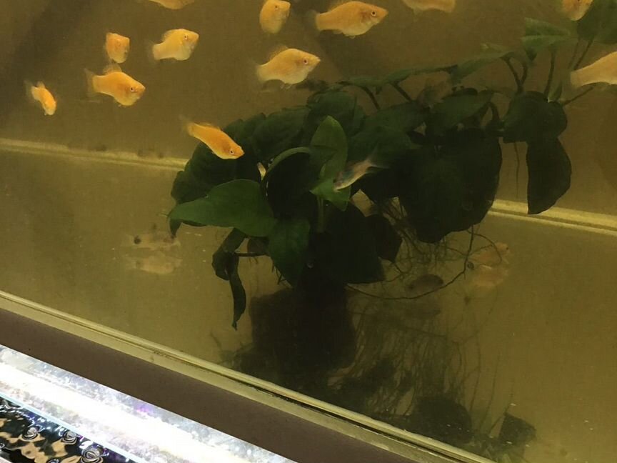 Велифера Альбино