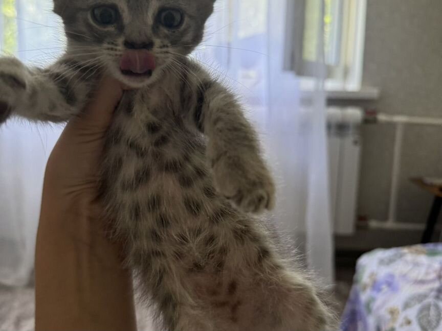 Котенок мальчик