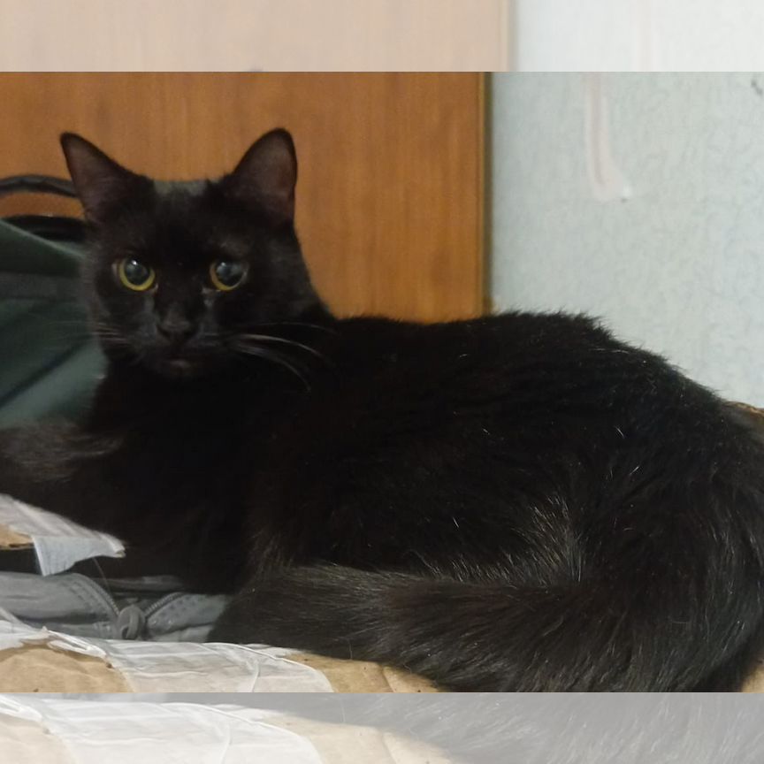 Взрослая кошка в добрые руки