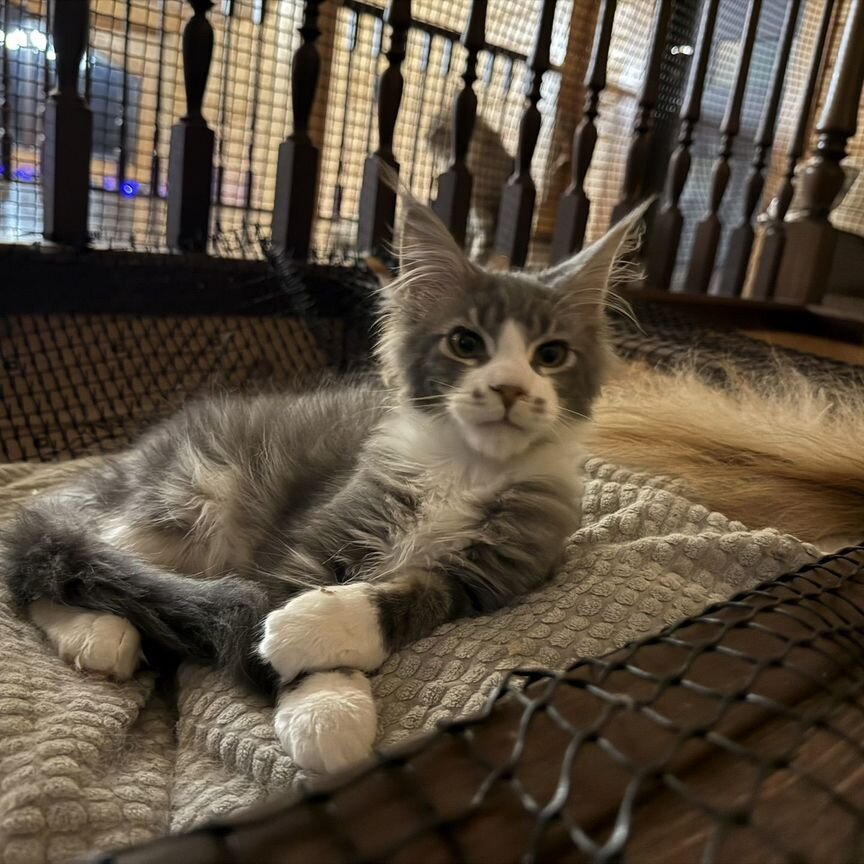 Мейн-кун котенок